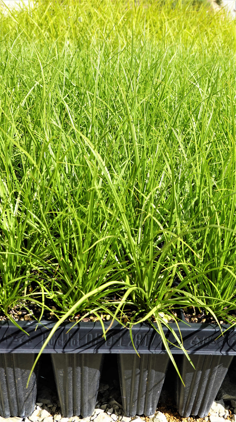 Pukio Swamp Sedge, Carex virgata – Mangawhai Natives