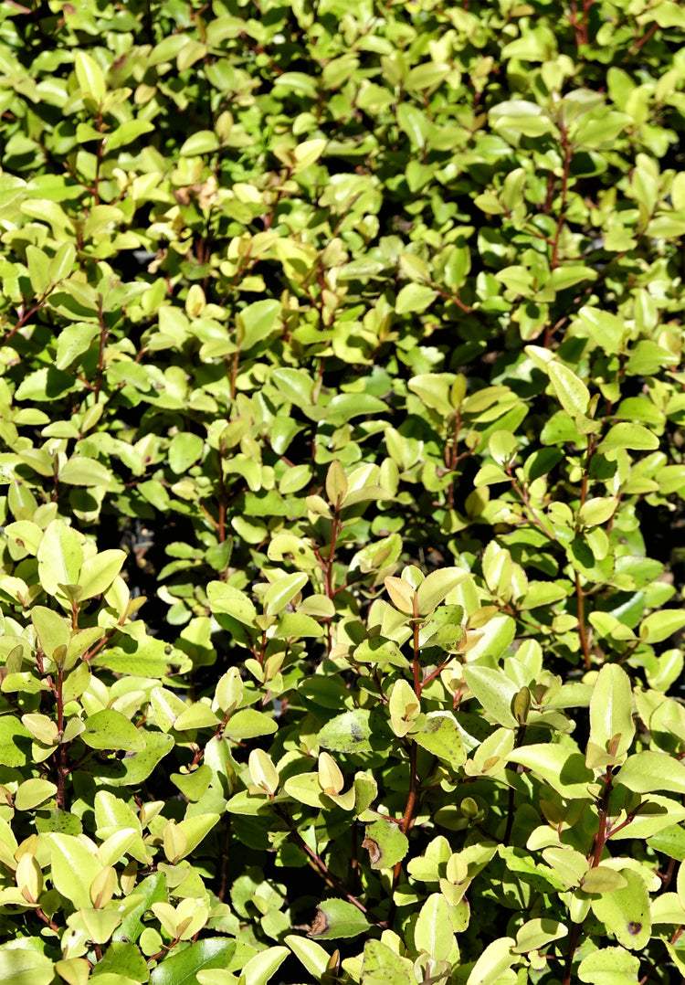 Māpou, Matipo / Myrsine australis – Mangawhai Natives